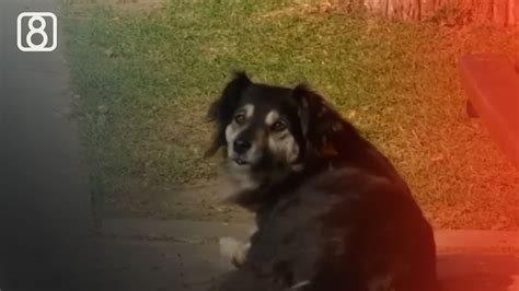 ცხოველების წამების ფაქტი ბათუმში Youtube