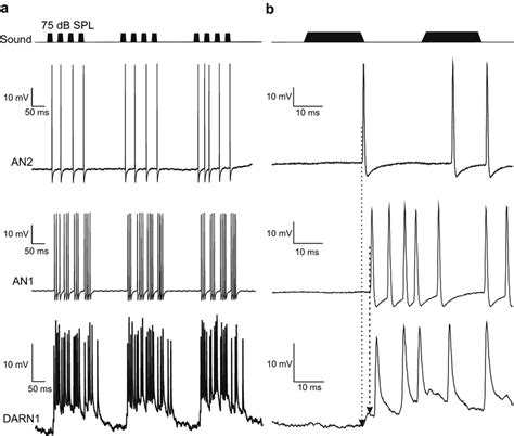 The Response Of B Darn1 Bottom Compared To The Ascending Auditory