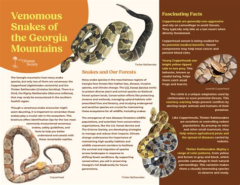 Venomous Snakes Of The Georgia Mountains Brochure