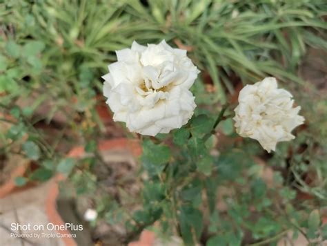 OnePlus Nord CE G Review A Babe More Than We Expected Indeed TechPP