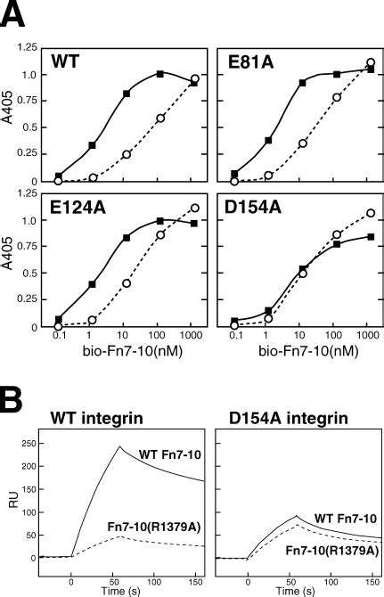 Crystal Structure Of α5β1 Integrin Ectodomain Atomic Details Of The
