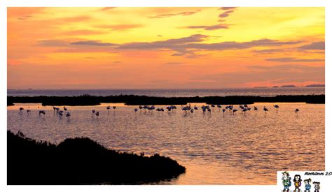 Delta Del Ebro Qué Ver Y Hacer Actividades Y Excursiones