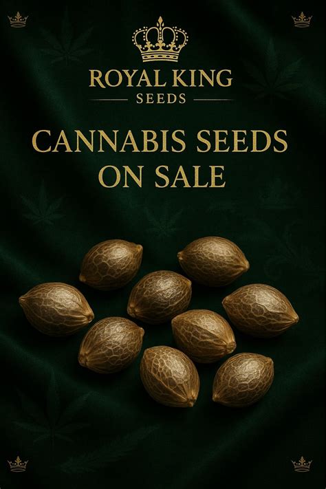 Cheesecake Cannabis Seeds Royal King Seeds