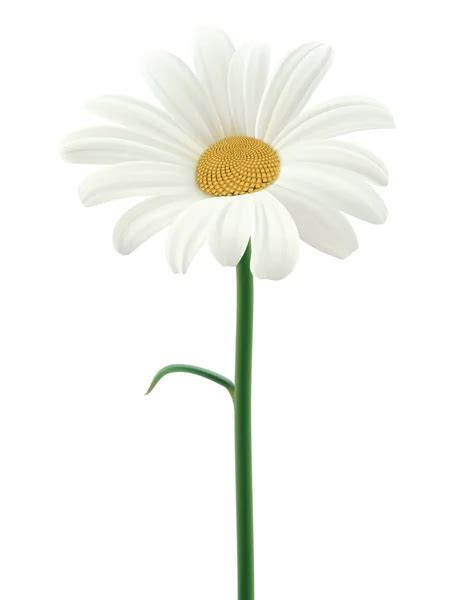 Single Daisy With Stem