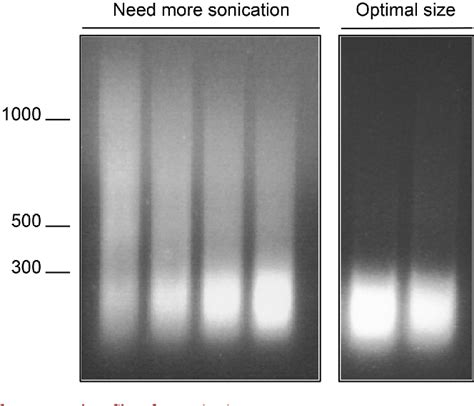 Figure 1 From A Cell Sorting Based Protocol For Cell Cycle Small Scale Chip Sequencing