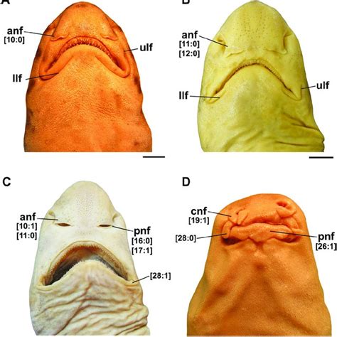 Lateral View Of The Head A Hemiscyllium Ocellatum Usnm 176863
