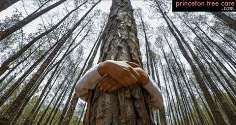 How To Tell The Age Of A Tree Without Cutting It Down Princeton Tree Care