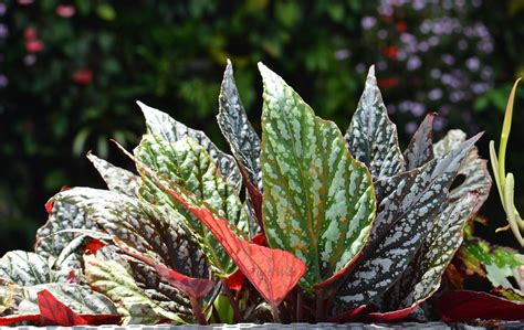 သက္ေဝ ကိုကိုနဲ႔ ကြ်န္မရဲ႕ တနလၤာ