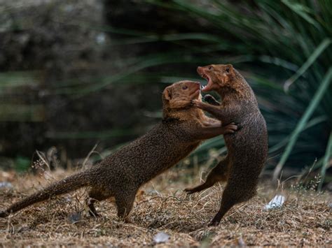 Fascinating Mongoose Facts Kickassfacts