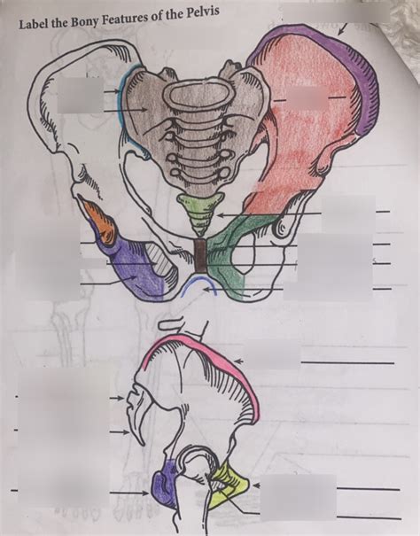 Pelvis Diagram Quizlet