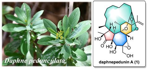 Anti Hiv Macrocyclic Daphnane Orthoester Diterpenoids From Daphne Pedunculata Toho University