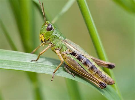 brown grasshopper identification