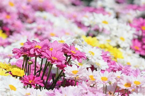 Colorful Daisy Field Wallpaper