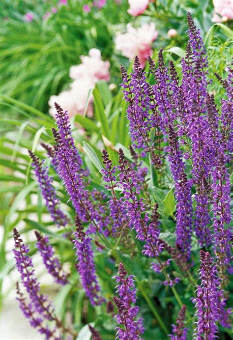 24 Deer Resistant Flowers With Beautiful Blooms