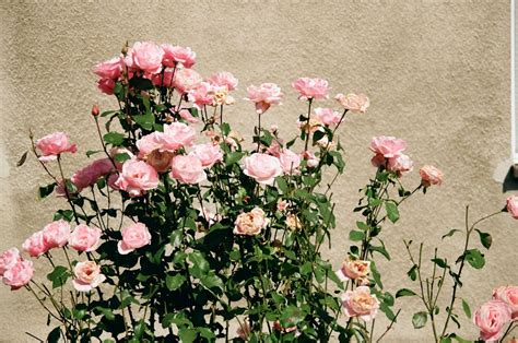 건물 앞의 분홍색 장미 덤불 사진 Unsplash의 무료 크라쿠프 이미지