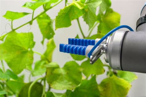 Automated Fruit And Vegetable Harvesting Fraunhofer Ipk