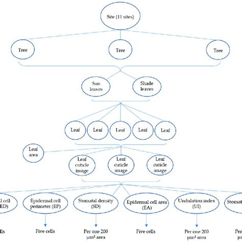 Nested Design For Leaf Sampling Download Scientific Diagram