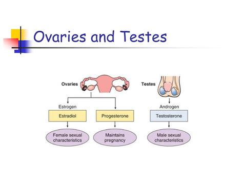 Ppt Endocrine System Powerpoint Presentation Free Download Id9644338