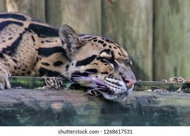 Adult Clouded Leopard Stock Photo 1136568749 Shutterstock