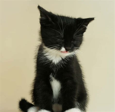 Download Kitten Pictures