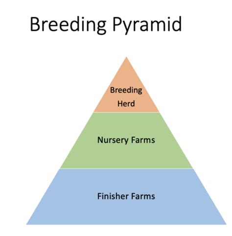 Pig Respiratory Disease Flashcards Quizlet