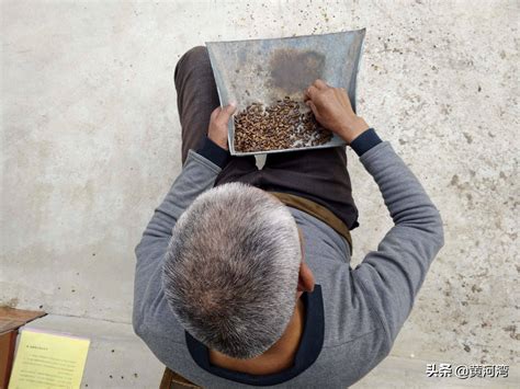 晋南农村，70岁老人中条山里寻找野生柿子，剥柿核栽种柿子母树 搜狐大视野 搜狐新闻