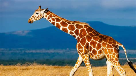 Reticulated Giraffe Facts Habitat Adaptations Pictures Giraffes Have
