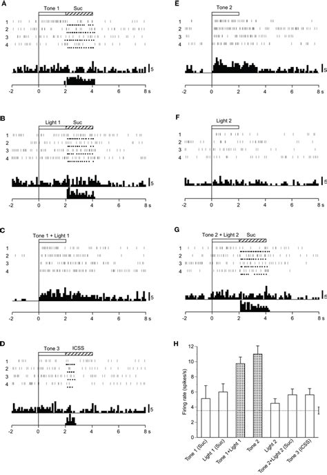Activity Of A Conditioned Stimulus Predicting Non Reward Cs⁰ Related