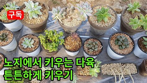노지에서 다육이들 튼튼하게 키우기 Youtube