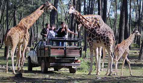 Badoca Park Um Safari Em Pleno Alentejo Pumpkinpt