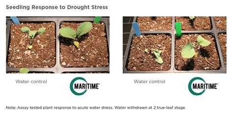 Augmenting Crop Nutrition With Maritime Kelp Based Technology