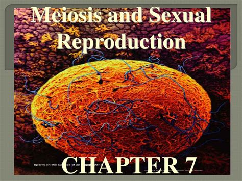 Ppt Meiosis And Sexual Reproduction Powerpoint Presentation Free Download Id