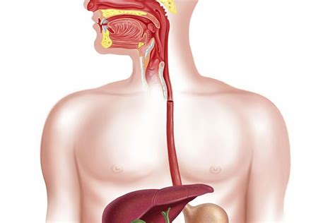 Causes Of Gastrointestinal Bleeding In The Esophagus