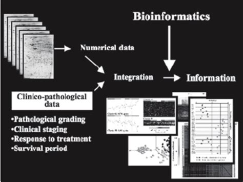 Application Of Bioinformatics Tools To 2d Dige Data Analysis Proteome Download Scientific