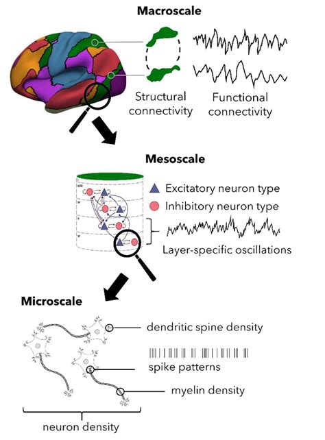 Scales Of Brain Organization In Multiscale Connectomic Modeling Top