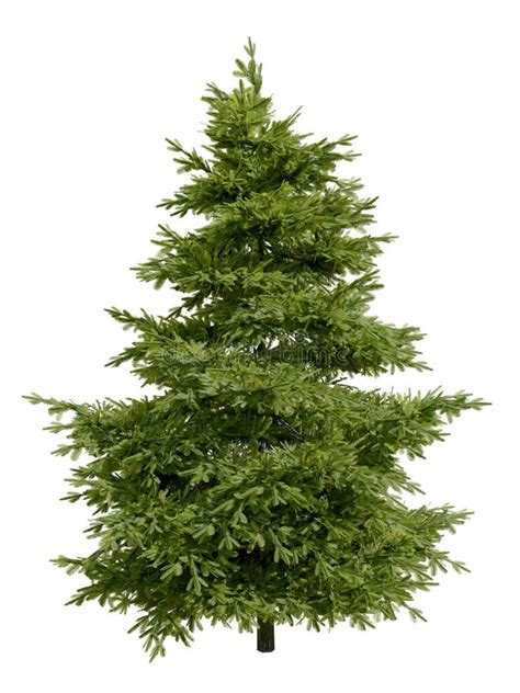Isolated Conifer Tree Stock Illustration Illustration Of Conifer