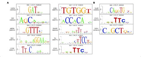 Analysis Of Transcription Factor Binding Sites In The Promoter Of