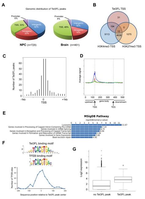 Tet3 Reads 5 Carboxylcytosine Through Its Cxxc Domain And Is A Potential Guardian Against