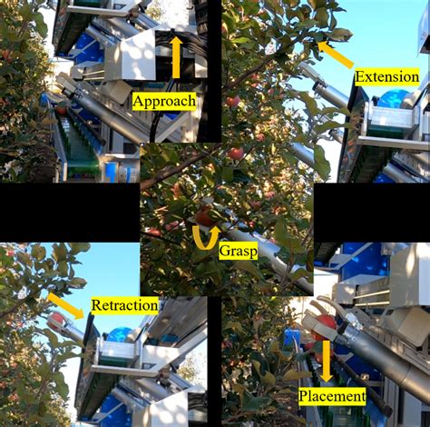 Five Sequential Actions Of Robotic Arms In Harvesting Operation