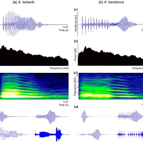 Oscillogram Power Spectrum Spectrogram And Call Train Of The