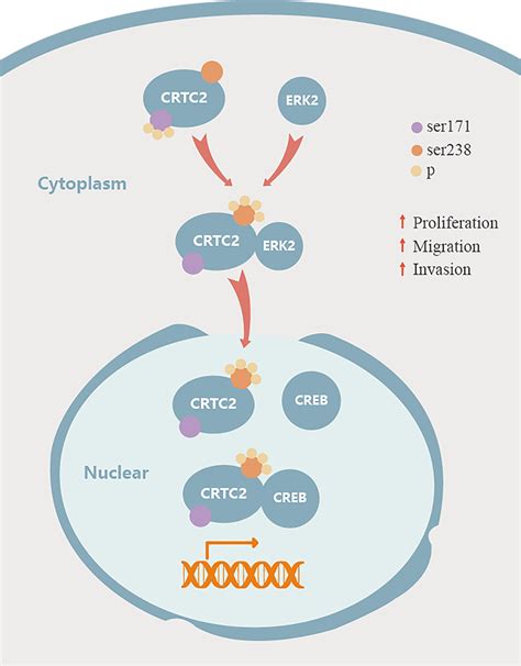 Schematic Diagram Of Crtc2 In Crc Crtc2 Is Phosphorylated At Ser238