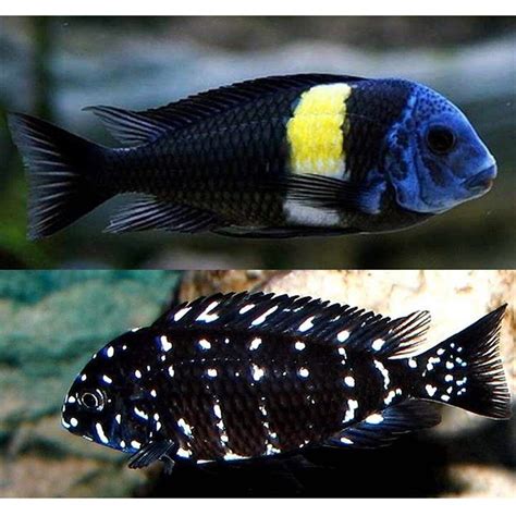 Tropheus Duboisi 1 5 2 0” Juvenile Rare African Cichlid Live Freshwa