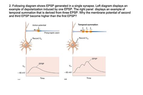 Solved 2 Following Diagram Shows Epsp Generated In A Single