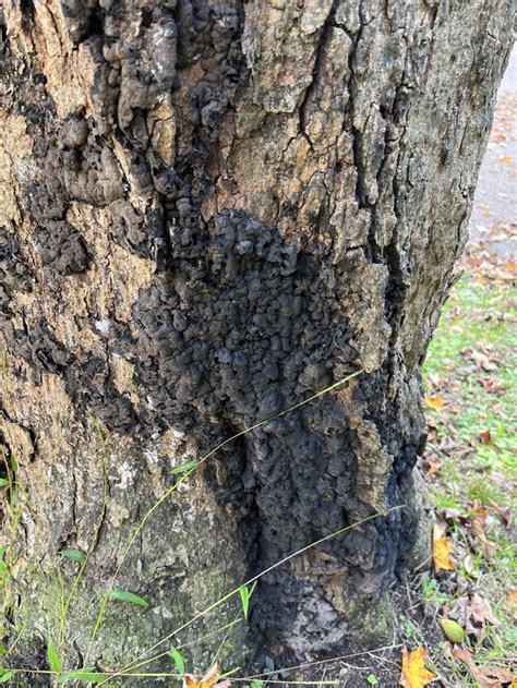 Saw This On My Walnut Tree Can Anyone Identify R Fungi