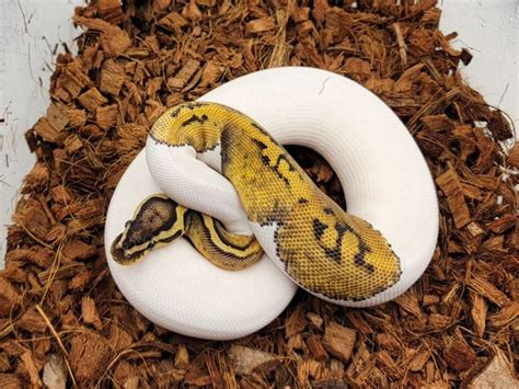 pastel ghi pied het clown 50 het mj axanthic ball python by morph jungle