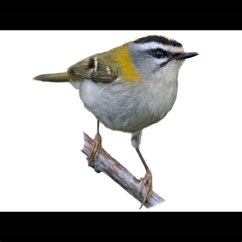 Common Firecrest Regulus Ignicapilla Identification Birda