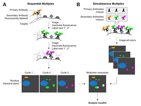 Antibodies 101 Multiplex Immunofluorescence