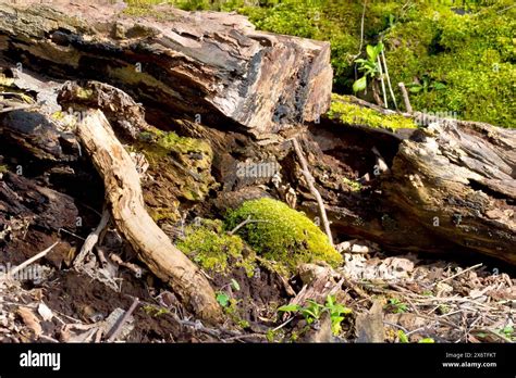 Close Up Showing A Large Fallen Tree Trunk Left To Rot On A Woodland