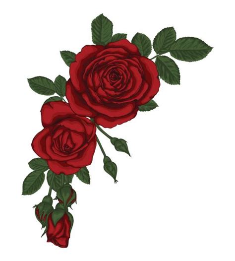 Red Rose With Vine Drawing