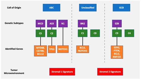 molecular diagnostic review of diffuse large b cell lymphoma and its tumor microenvironment